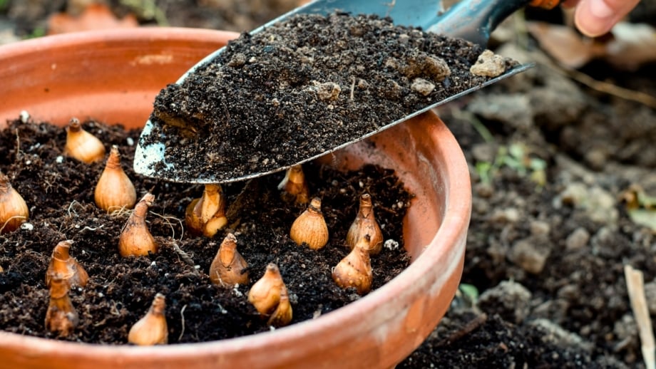 Potted Bulbs in Containers: How to Do It Right