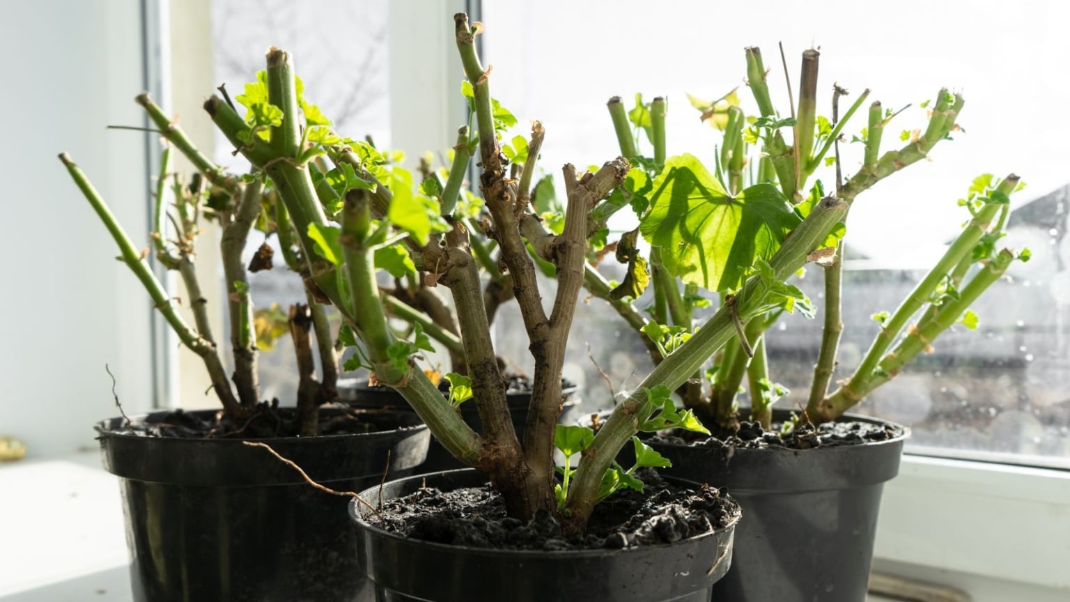 How to Overwinter Geraniums: 5 Pro Tips