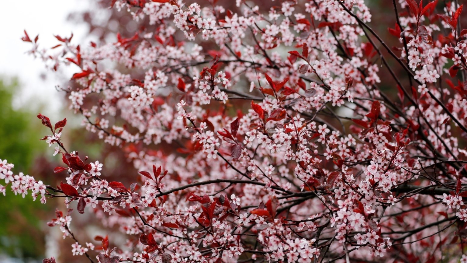 11 Trees With Red Leaves Year-Round