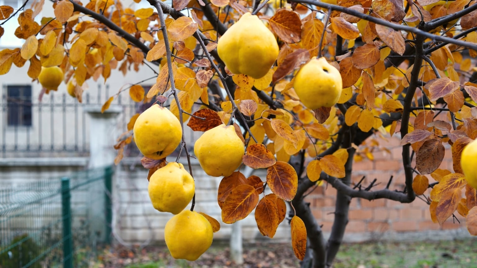 3 Signs Your Quince Fruit is Ripe for Harvest
