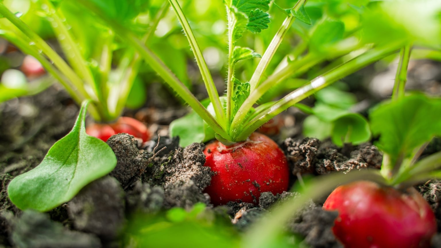 What To Plant In A Fall Garden - 15 Best Options