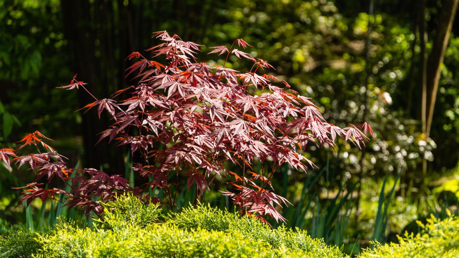 11 Trees With Red Leaves Year-Round