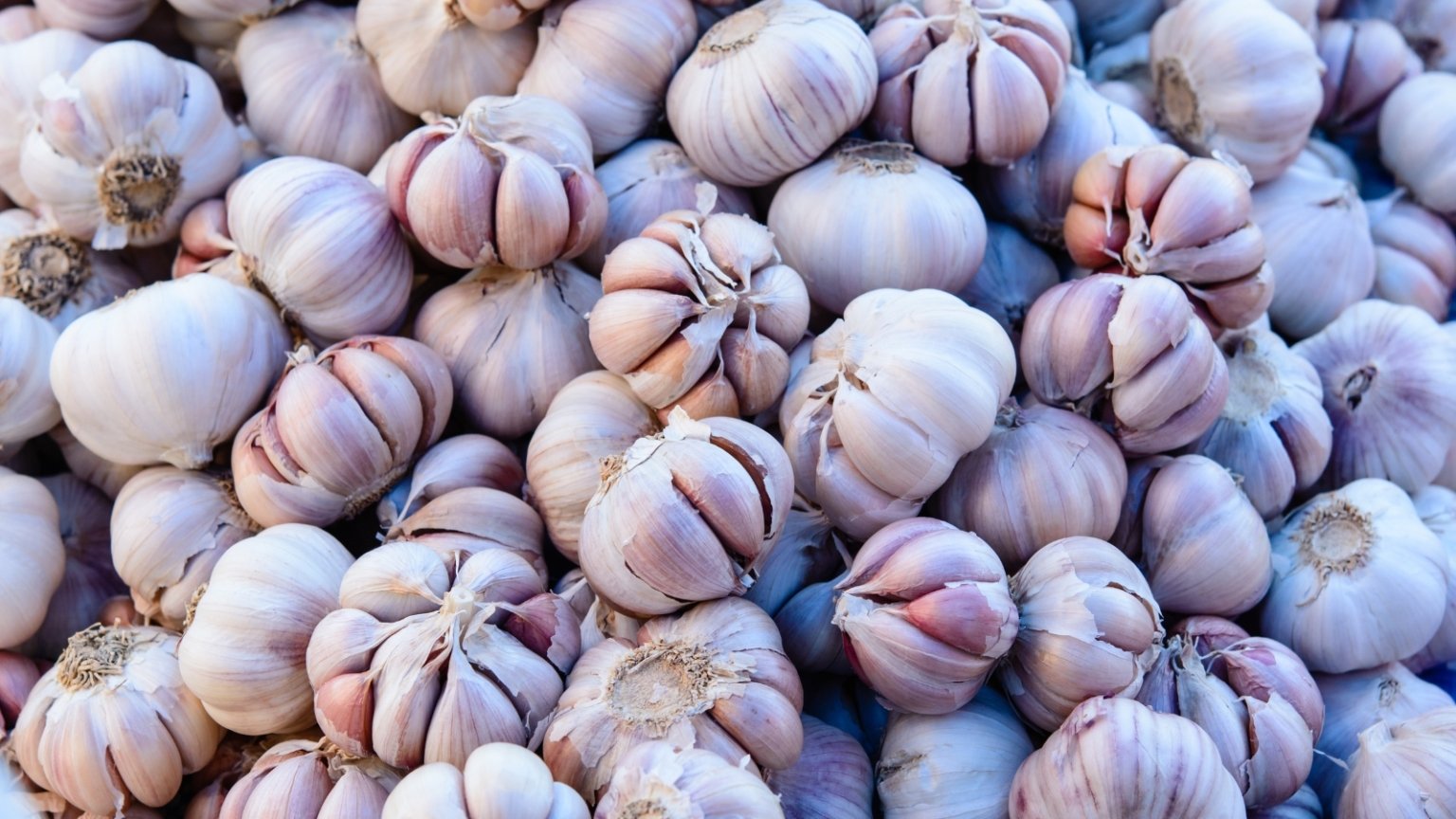 The Beginner's Garlic Planting Guide: Timing, Varieties, and Soil ...