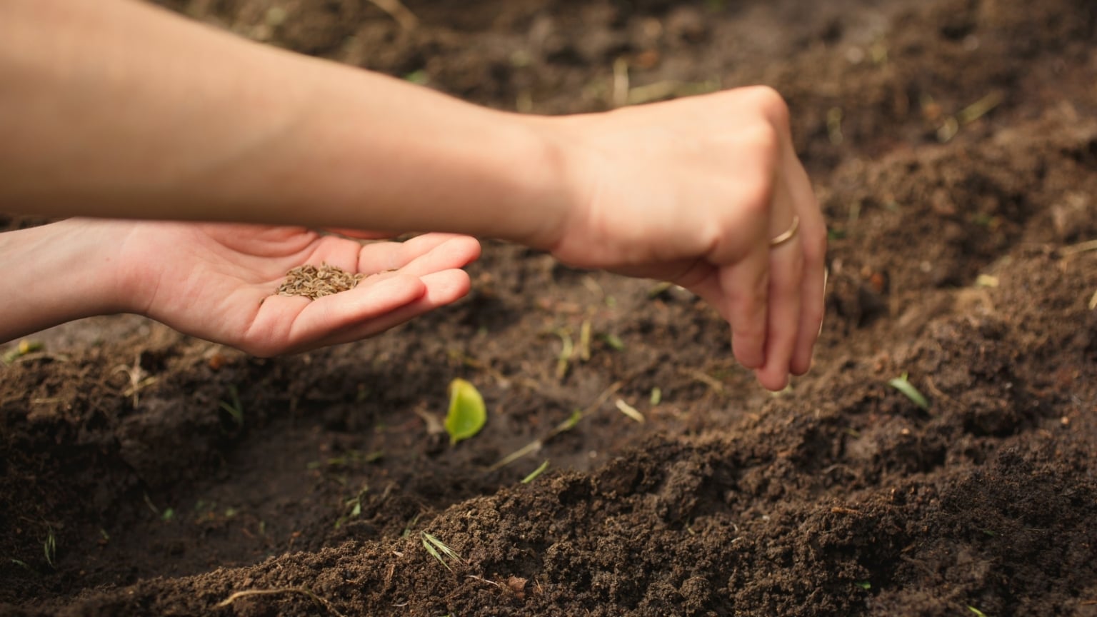 How To Grow Parsnips From Seed