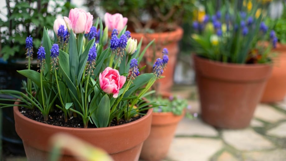 Potted Bulbs in Containers: How to Do It Right