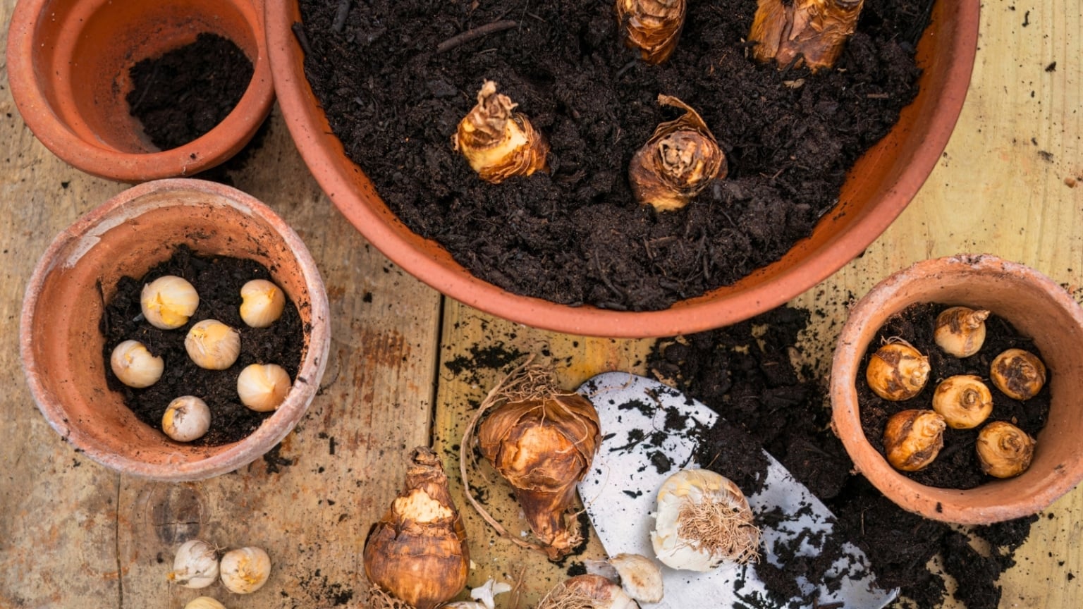 Potted Bulbs in Containers: How to Do It Right