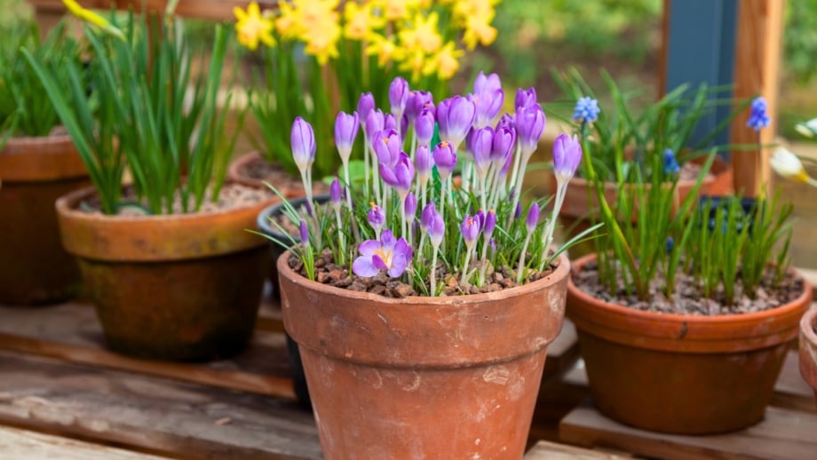 Potted Bulbs in Containers: How to Do It Right