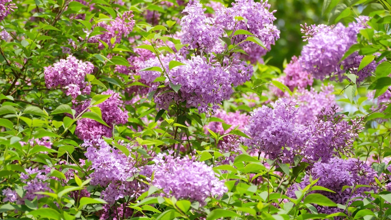 The 15 Most Fragrant Perennials For a Garden That Always Smells Amazing