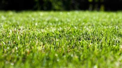 The Best Soil Mix for Your New Lawn