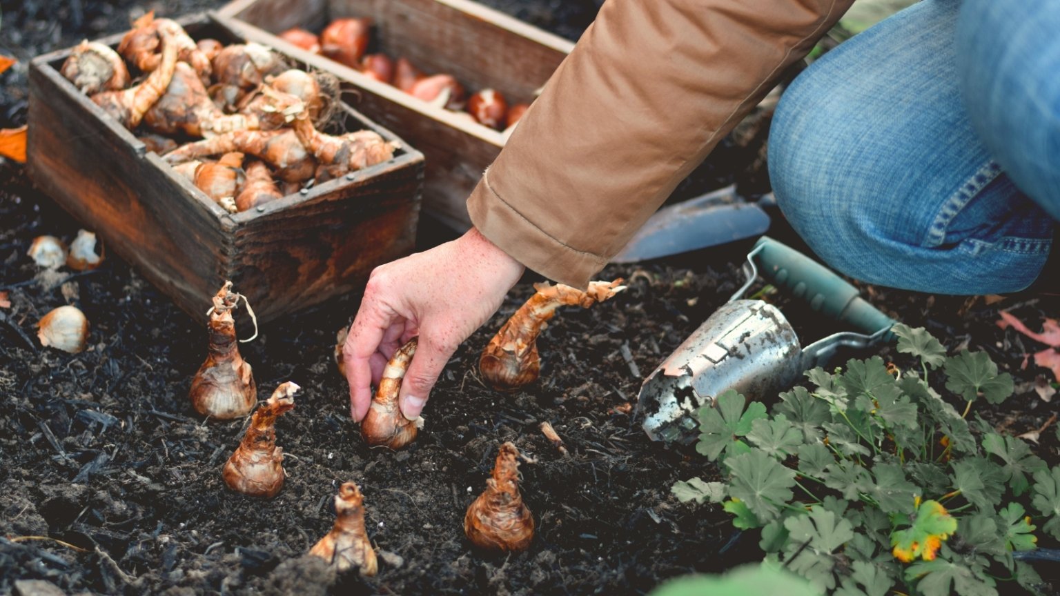The Beginner's Guide to Fall Bulb Planting