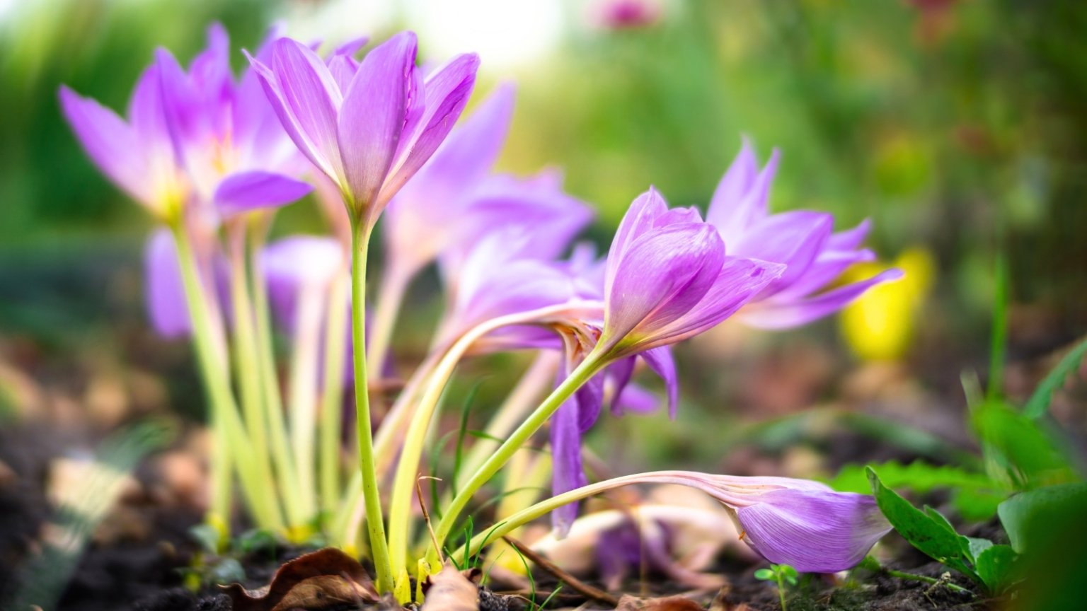 How to Plant, Grow, and Care for Autumn Crocuses