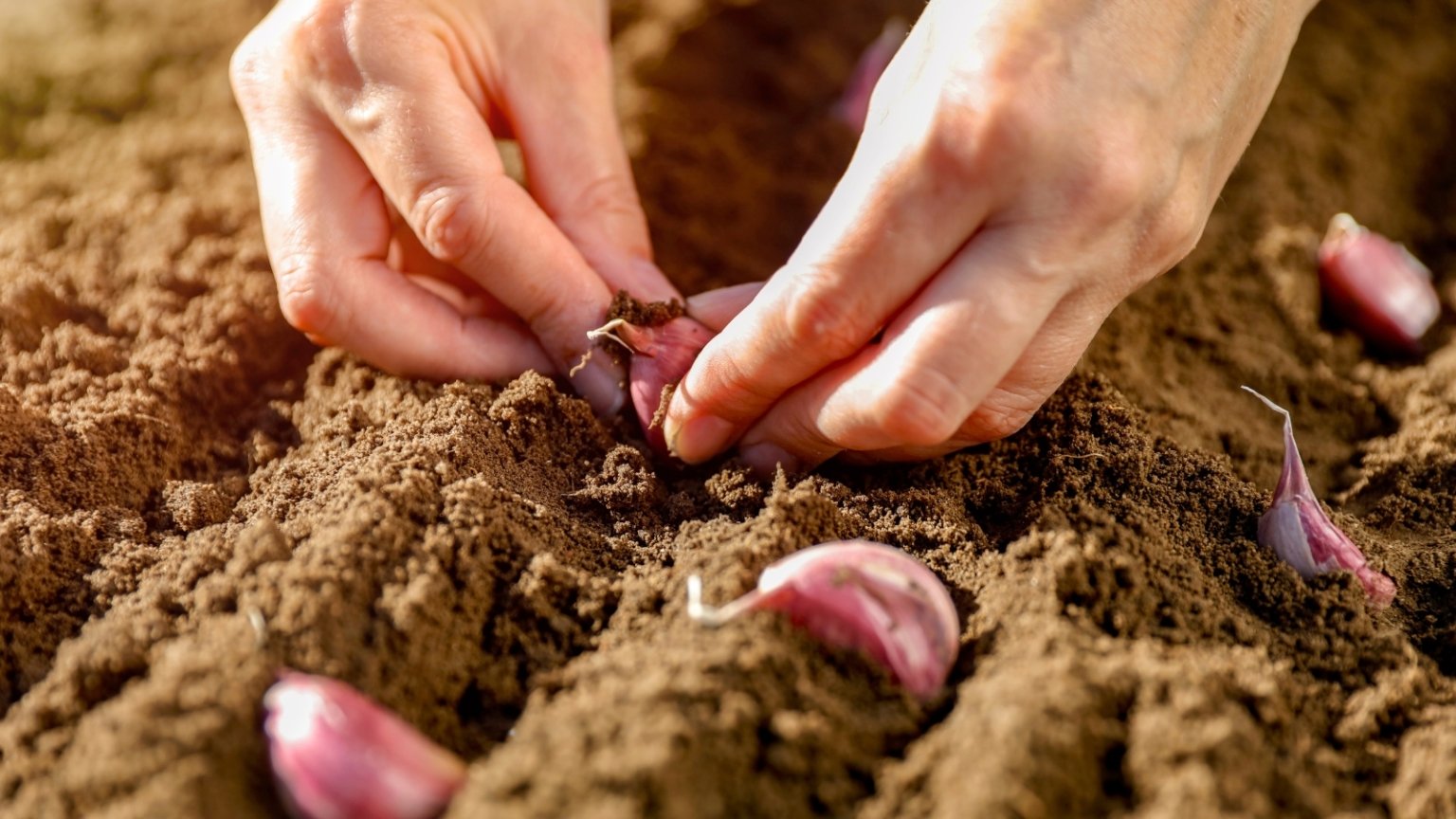 The Beginner's Garlic Planting Guide: Timing, Varieties, and Soil ...