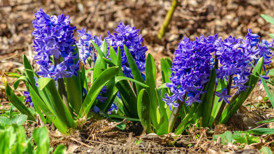 When and How To Plant Hyacinths for Next Spring’s Blooms