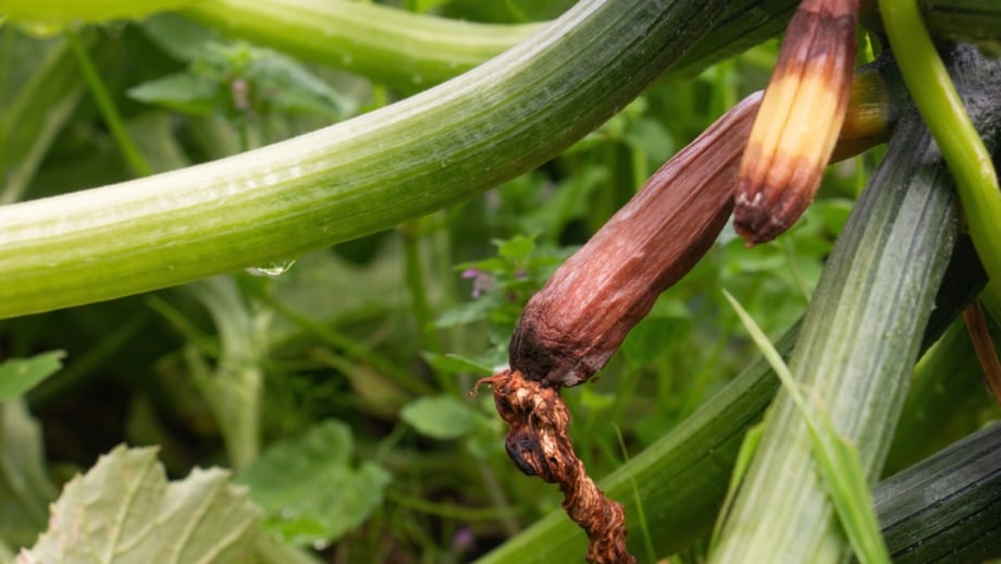 13 Zucchini Diseases: How to Identify, Prevent, and Treat Them
