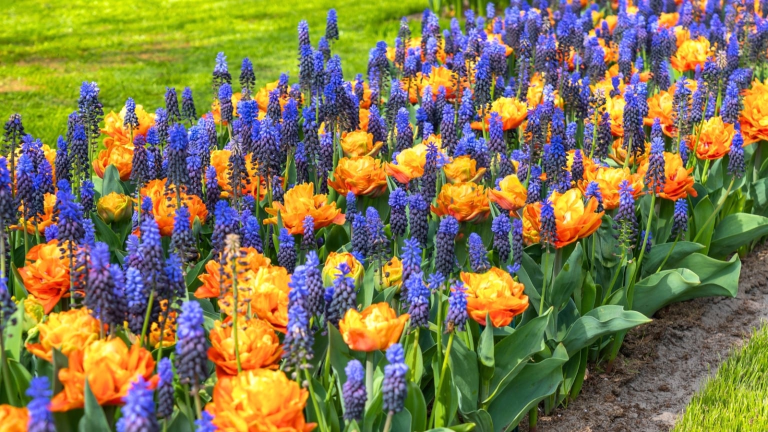 9 Bulb Combinations to Plant in October for the Perfect Spring Border