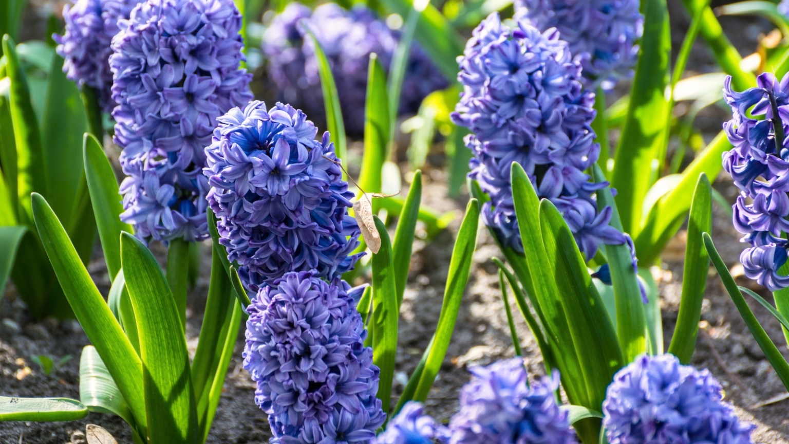 How to Plant, Grow, and Care for ‘Delft Blue’ Hyacinths