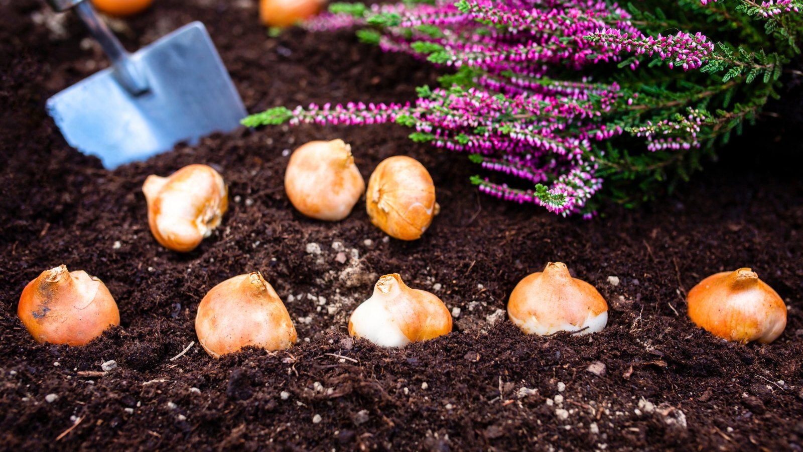 The Beginner's Guide to Fall Bulb Planting