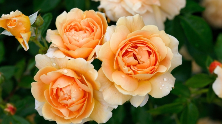 11 Rose Varieties to Grow for Perfect Fall-Themed Bouquets