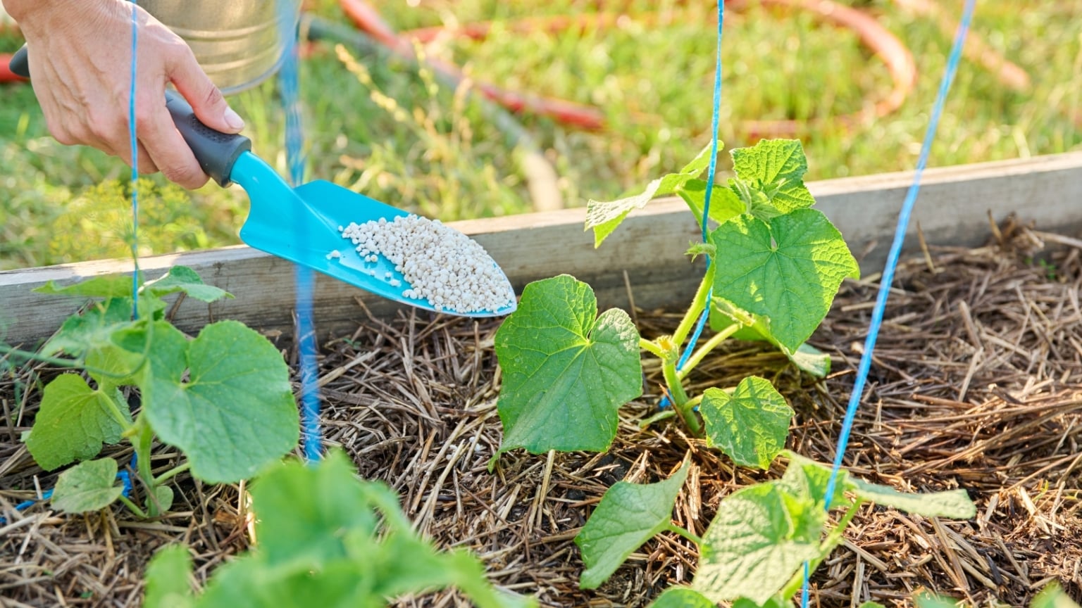 5 Causes of Bitter Cucumbers and How to Fix Them