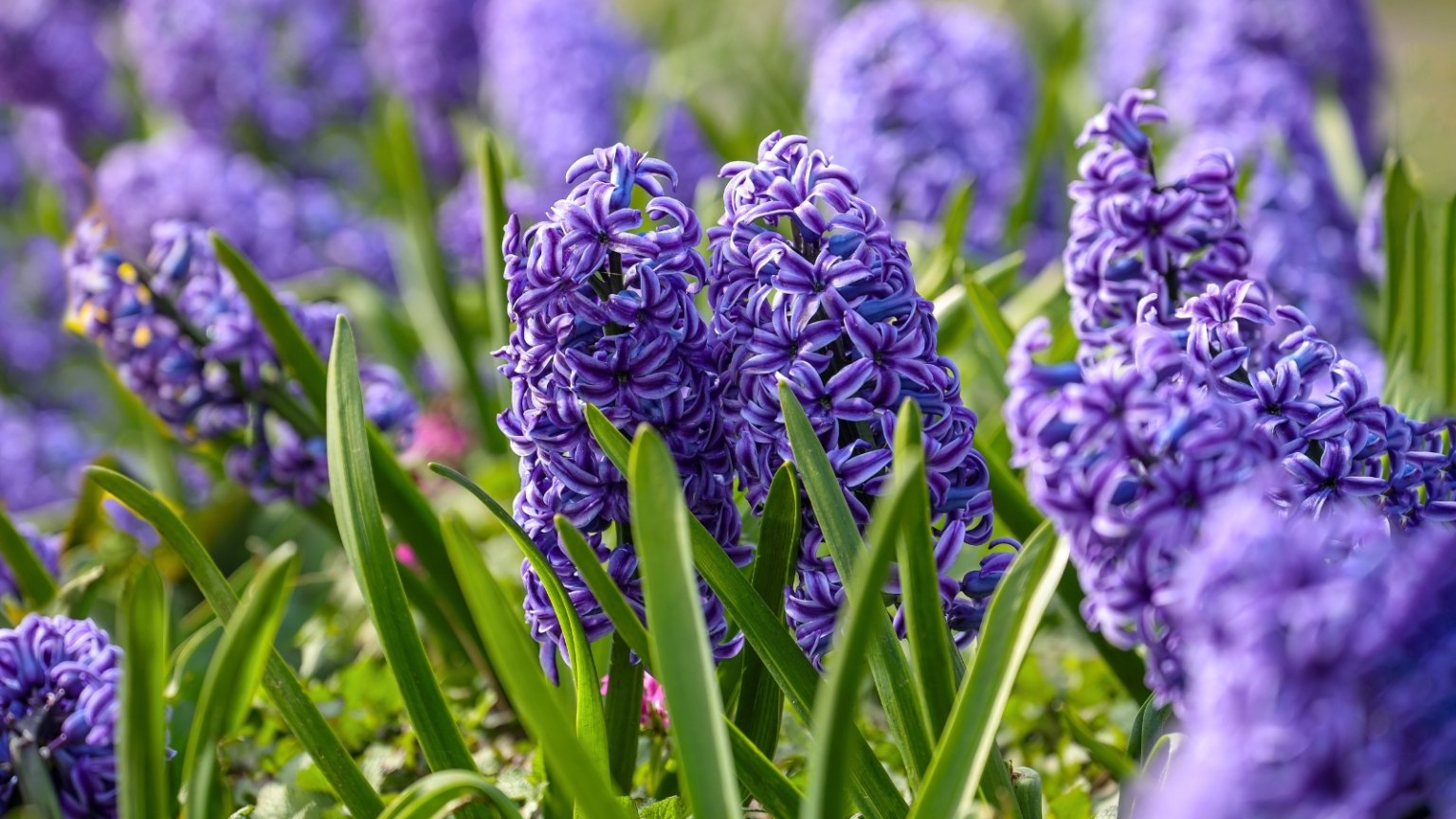 The 15 Most Fragrant Perennials For a Garden That Always Smells Amazing