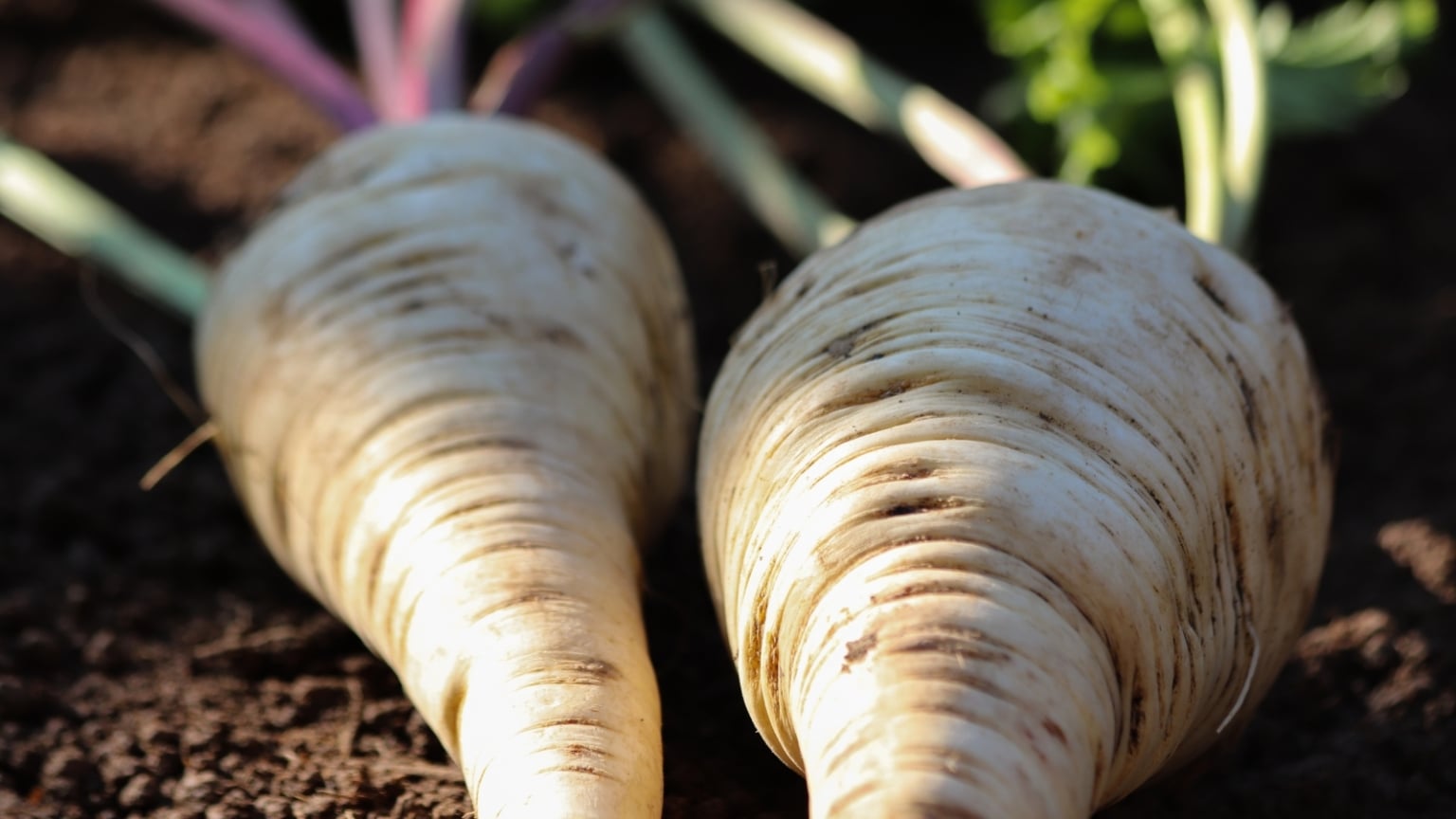 How and When to Harvest Parsnips