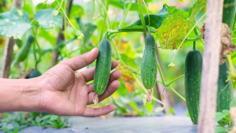 5 Causes of Bitter Cucumbers and How to Fix Them