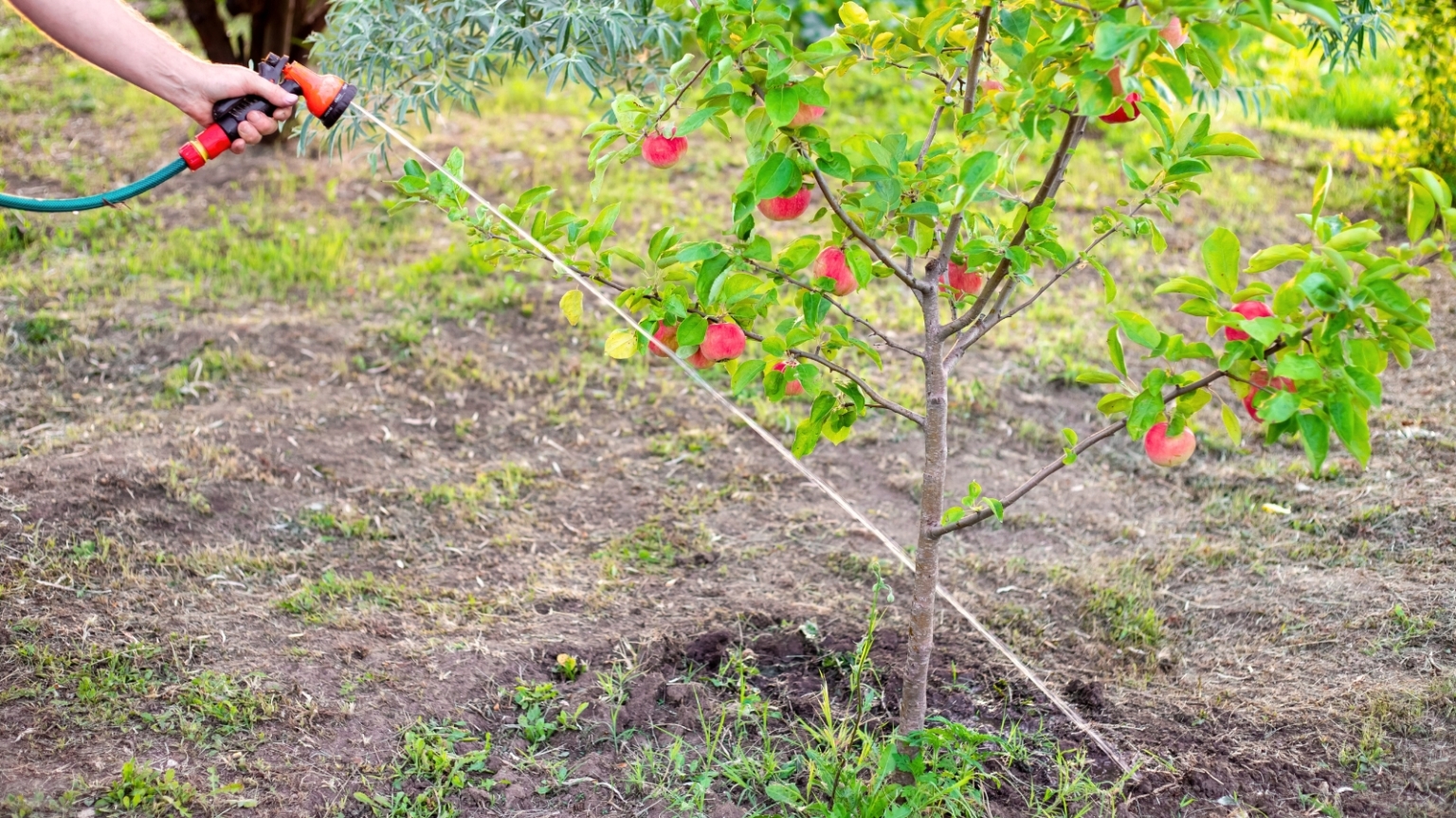 Fall Apple Tree Care Guide