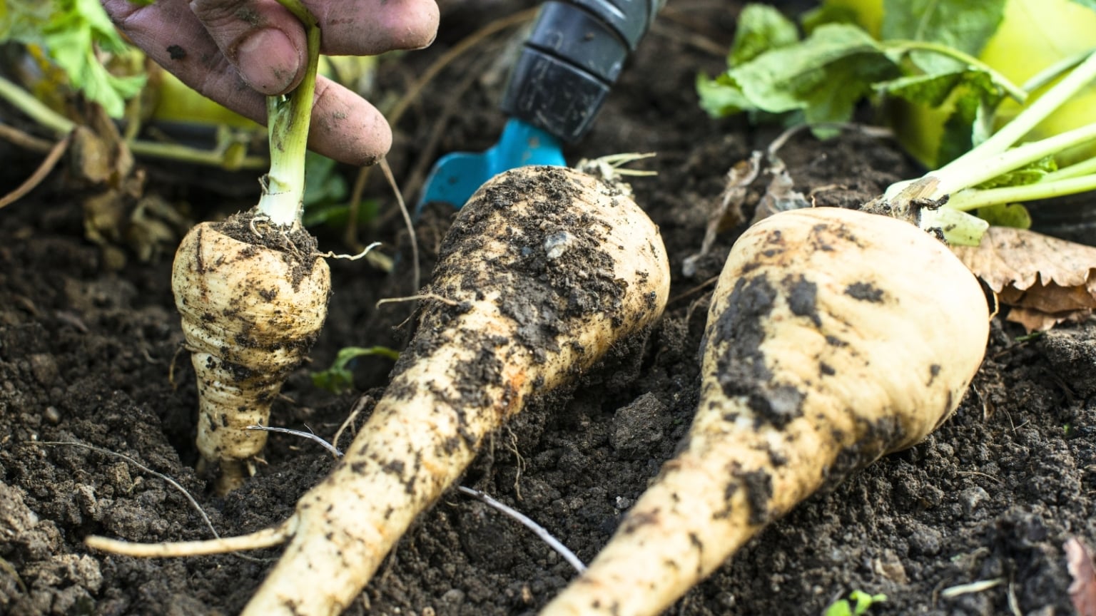 How To Grow Parsnips From Seed