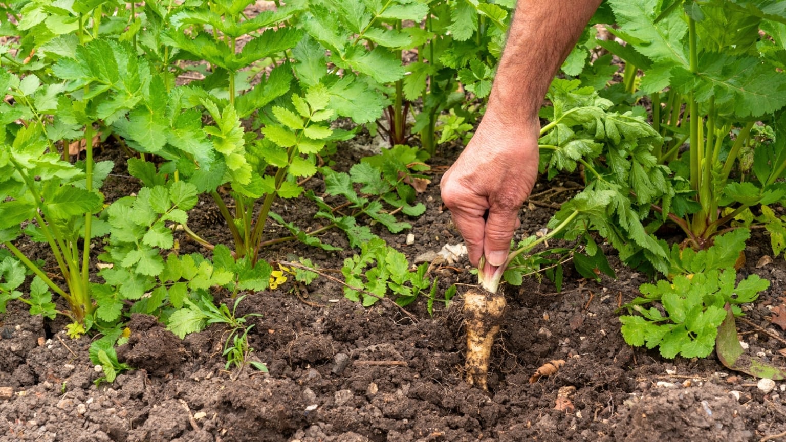 How and When to Harvest Parsnips