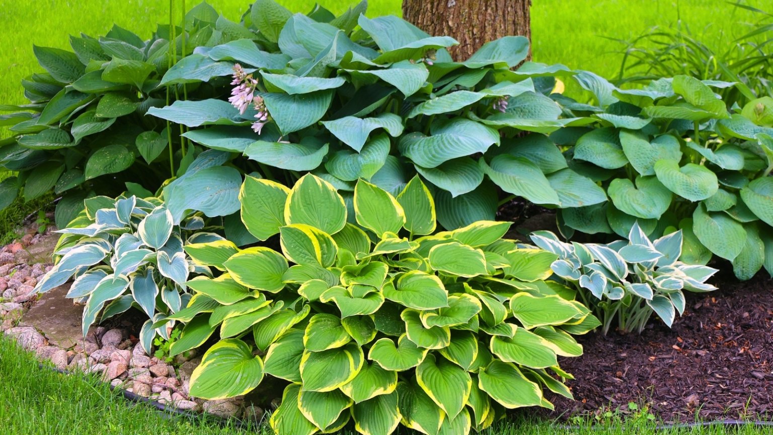 11 Hosta Varieties You Can Plant in October