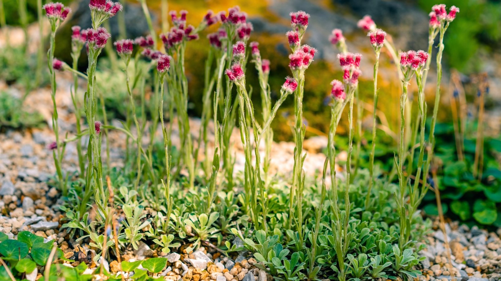 11 Native Ground Covers to Plant in Fall