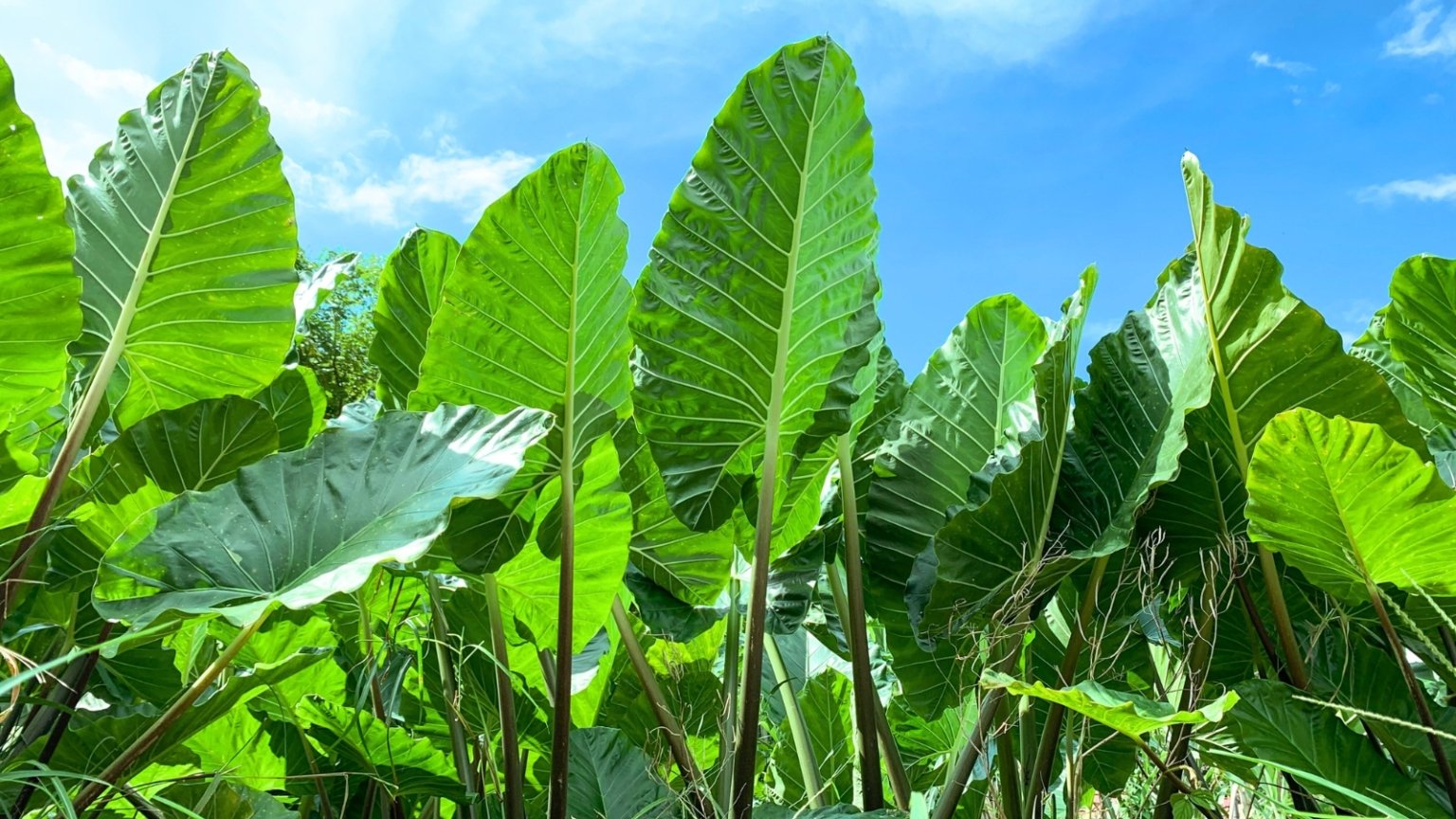 12 Striking Outdoor Plants With Really Big Leaves