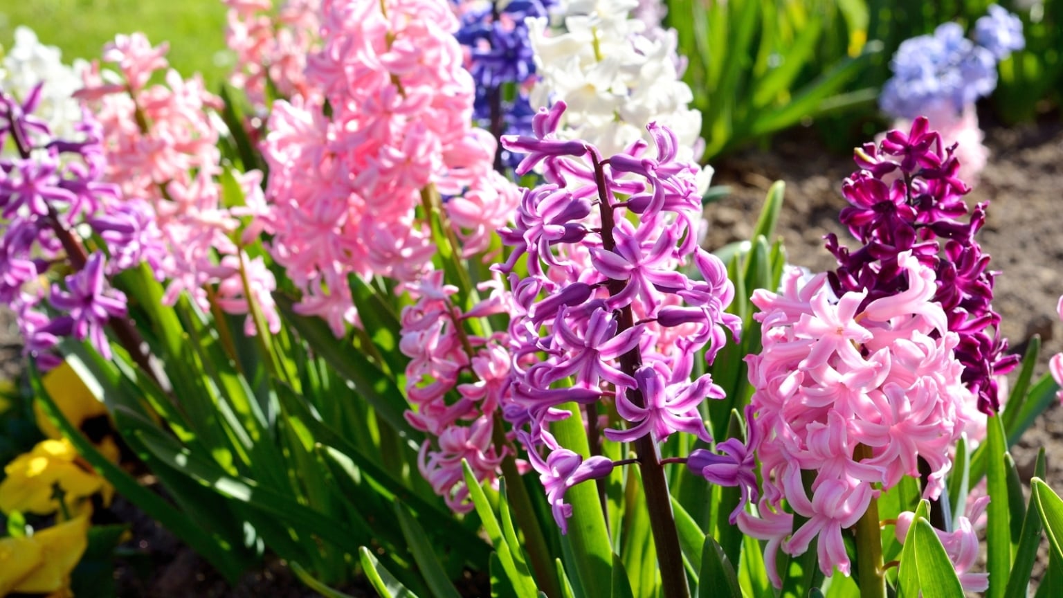 When and How To Plant Hyacinths for Next Spring’s Blooms