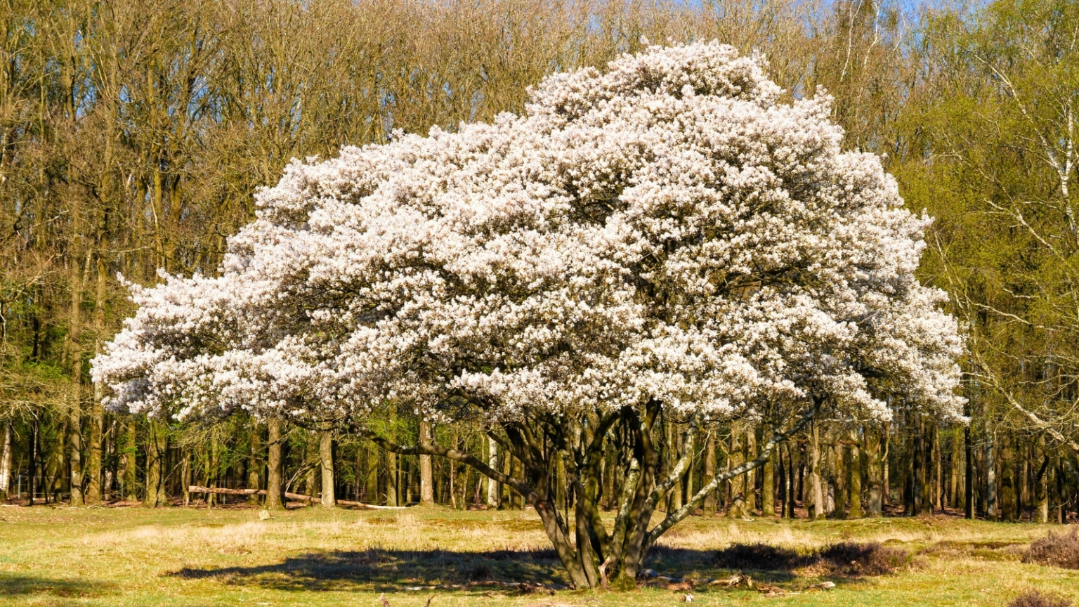 15 Native Trees You Can Plant in September
