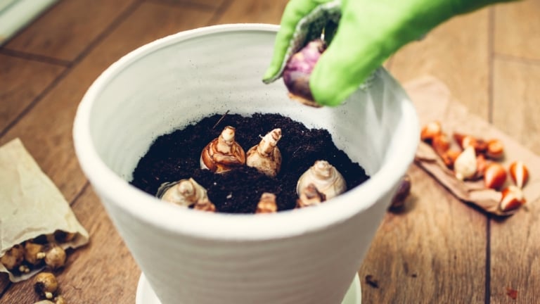 Potted Bulbs in Containers: How to Do It Right