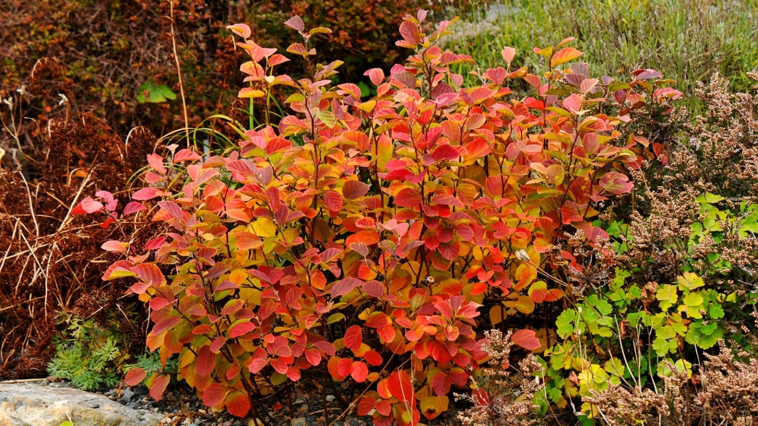 Plants That Change Color: 15 Varieties With Striking Seasonal Color Shifts