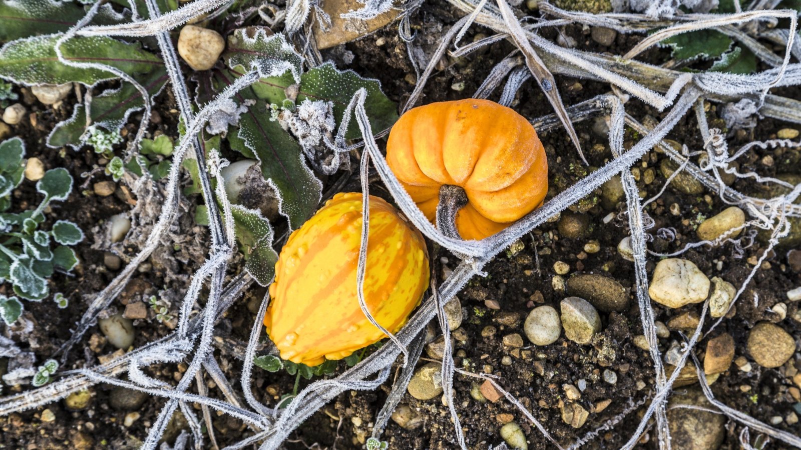 Why Your Small Squash Fruits Are Rotting on the Vine (and How to Fix It)