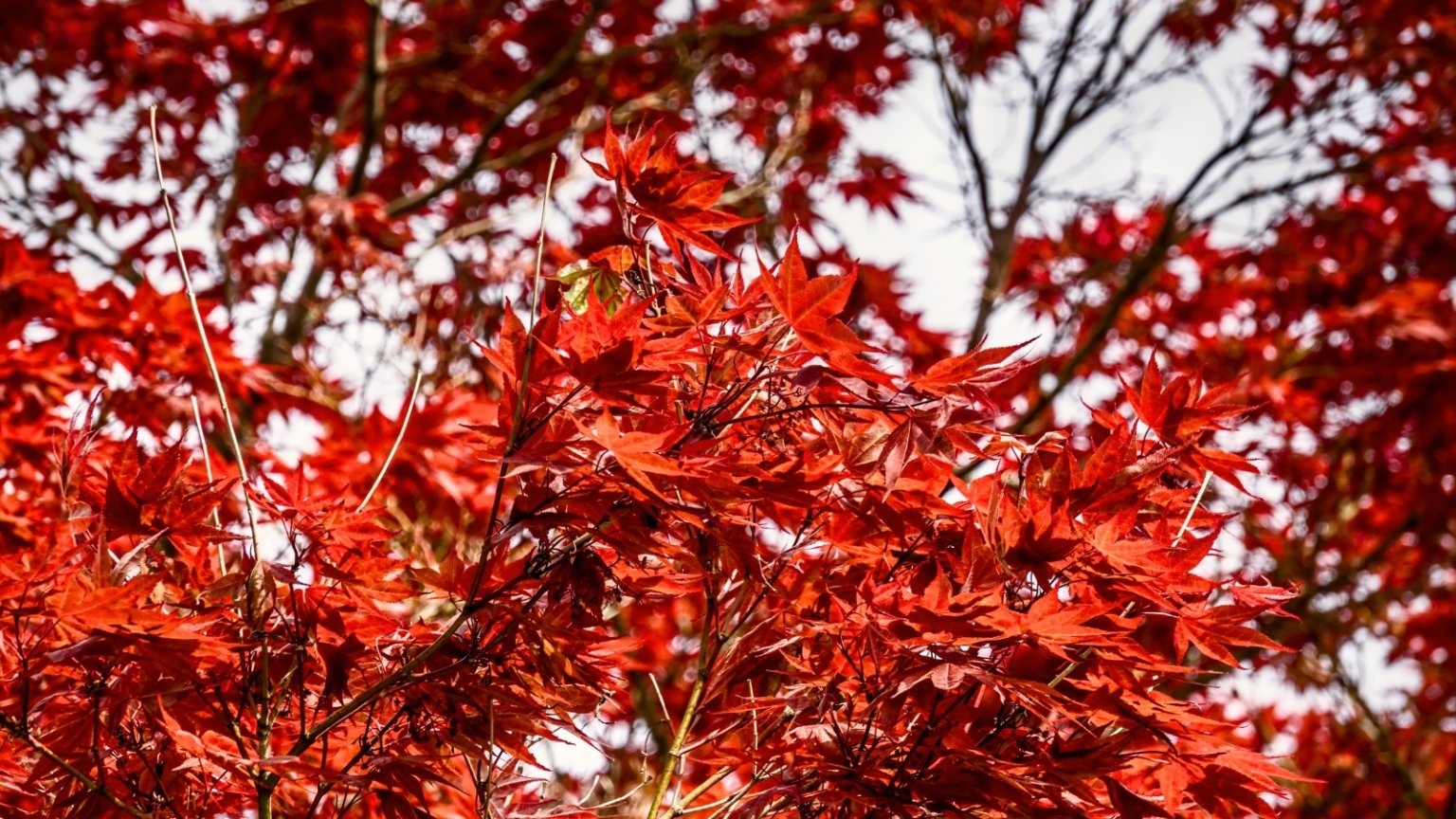 11 Trees With Red Leaves Year-Round