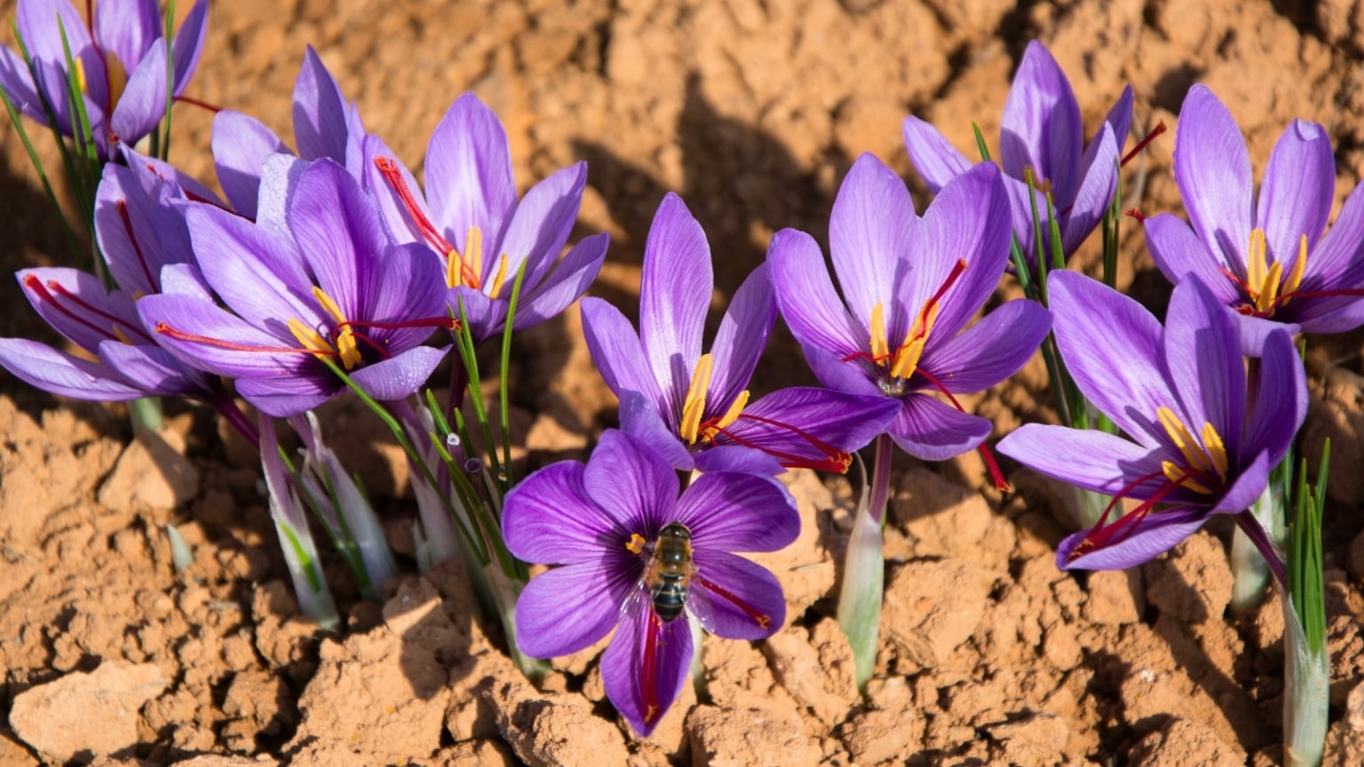 How and When to Plant Crocus Bulbs: 5 Expert Tips