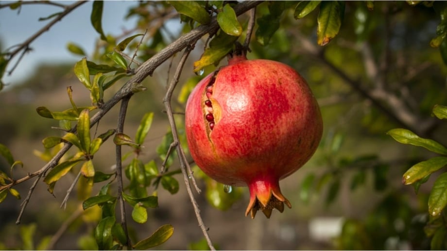 When and How to Harvest Pomegranates