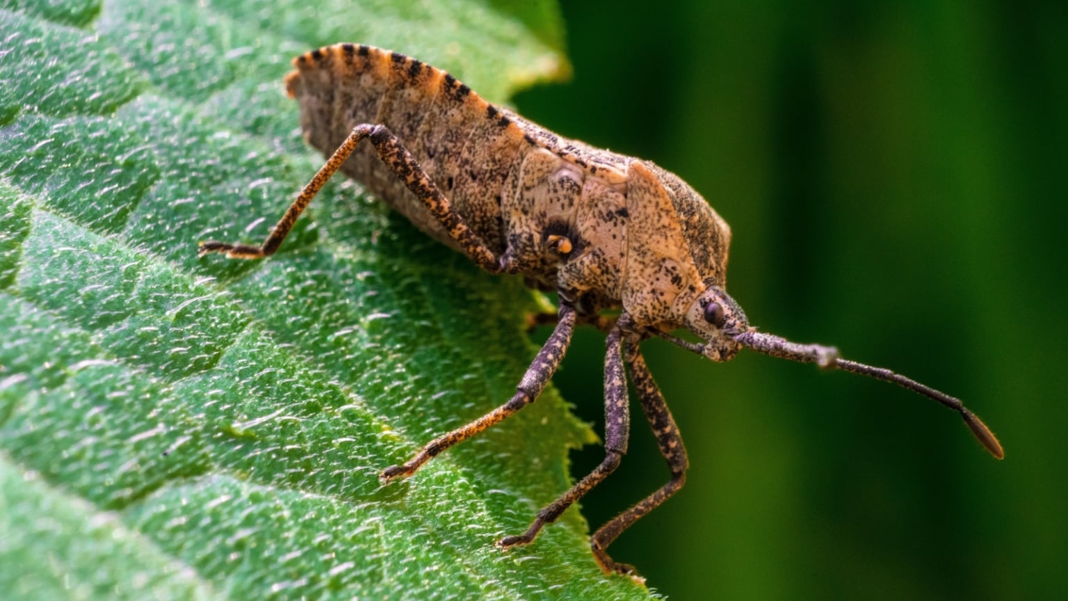 7 Pumpkin Pests to Watch Out For: Management Tips
