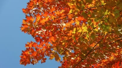 How to Plant, Grow, and Care For ‘Autumn Blaze®’ Maple Trees