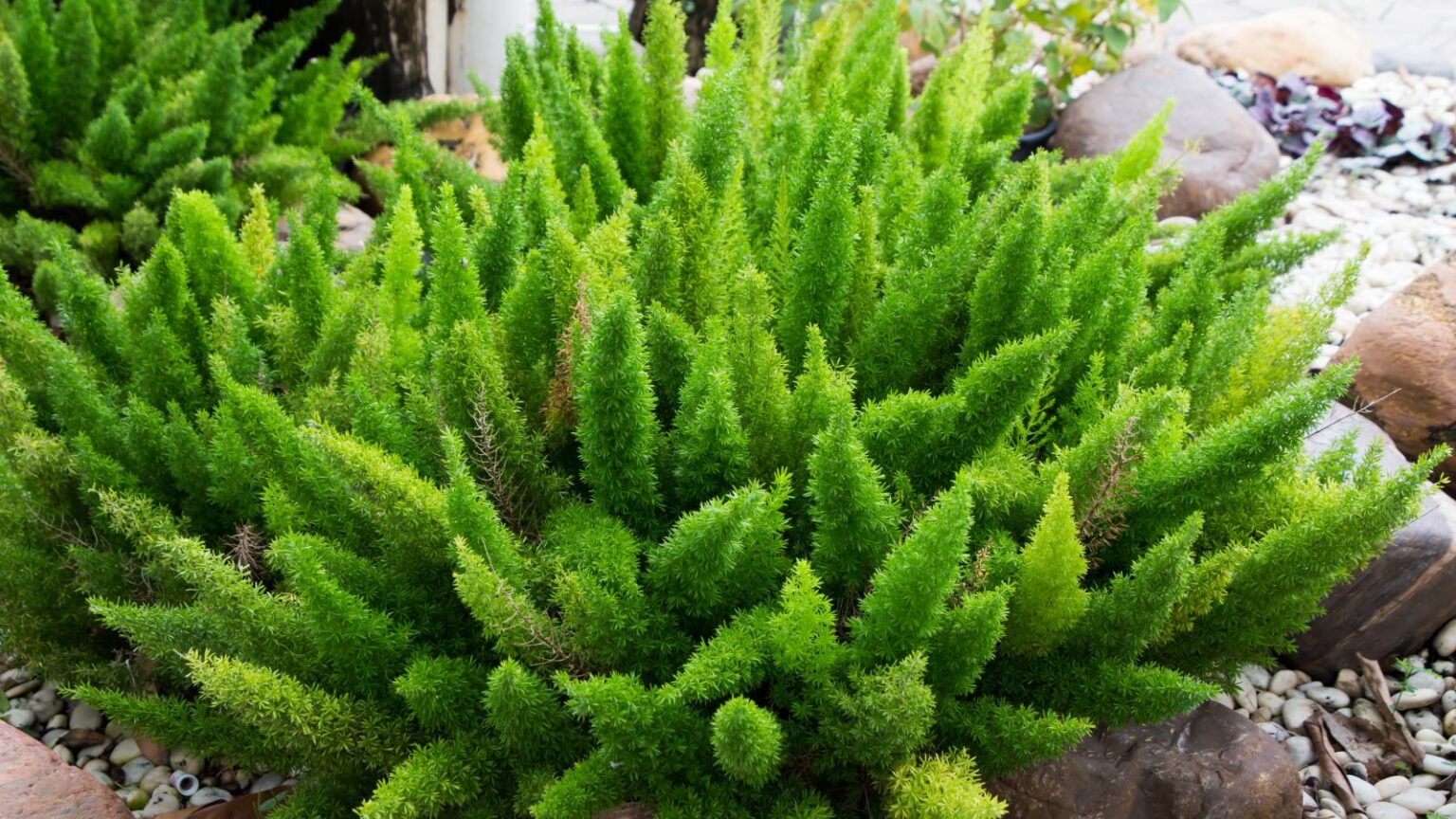 How to Care for Foxtail Ferns in Fall and Winter