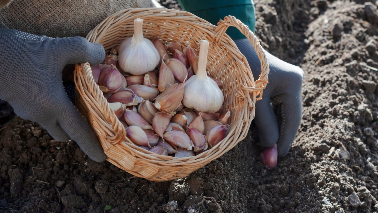 How to Grow Garlic From the Grocery Store