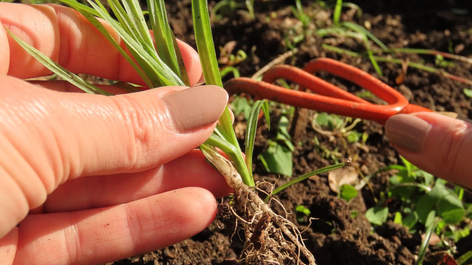 How to Remove Invasive Plants from Your Property