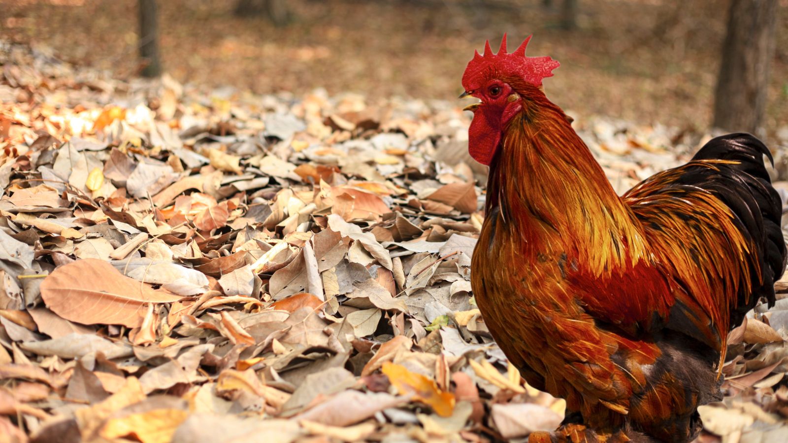 5 Ways to Repurpose Fall Leaves For Your Chickens