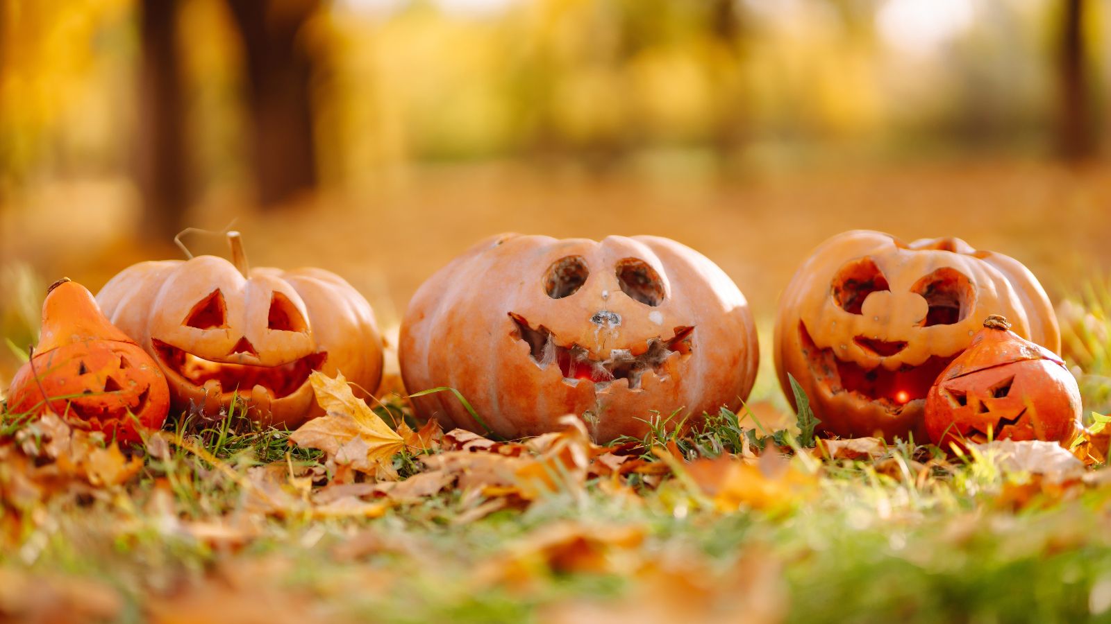 9 Best Pumpkin Varieties for Carving