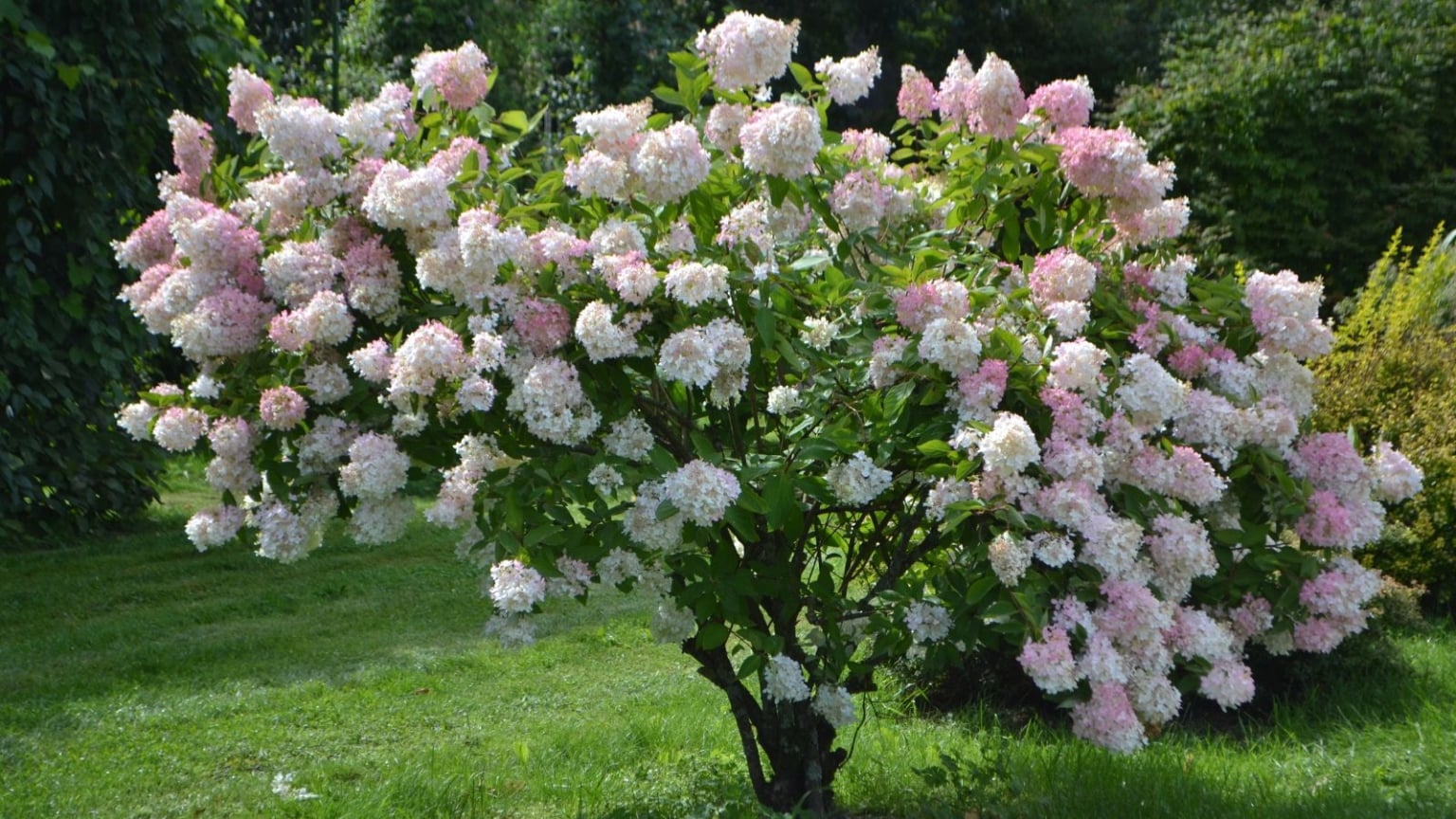 How to Plant, Grow, and Care for Hydrangea Trees