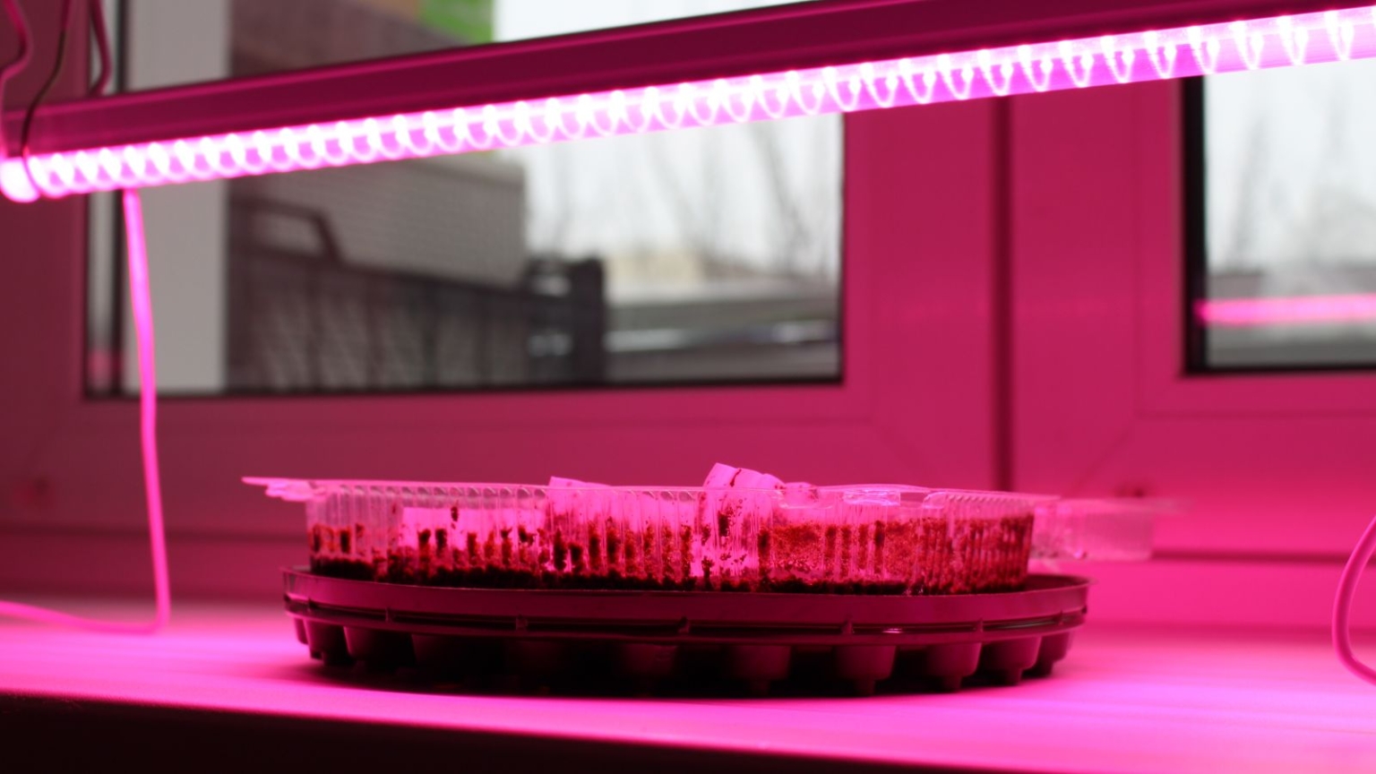 How to Grow an Indoor Herb Bar Under Lights