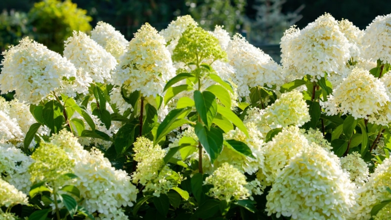 How to Plant, Grow, and Care For ‘Limelight’ Hydrangea Trees
